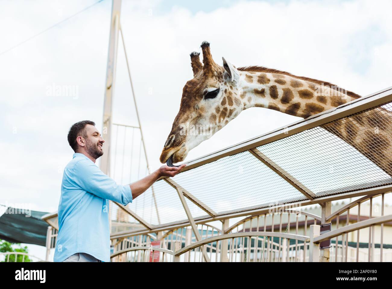 Feeding giraffe in zoo hi-res stock photography and images - Alamy