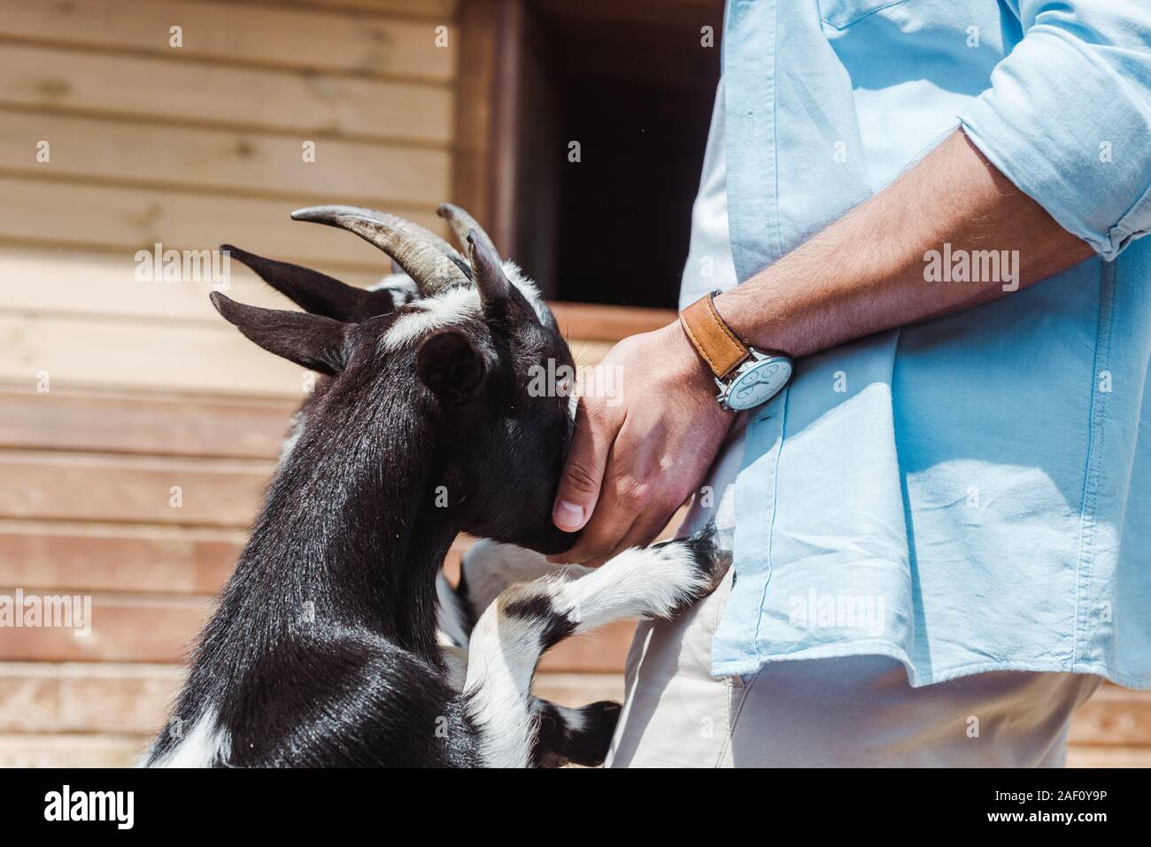 cropped view of man standing and touching goat in zoo Stock Photo - Alamy