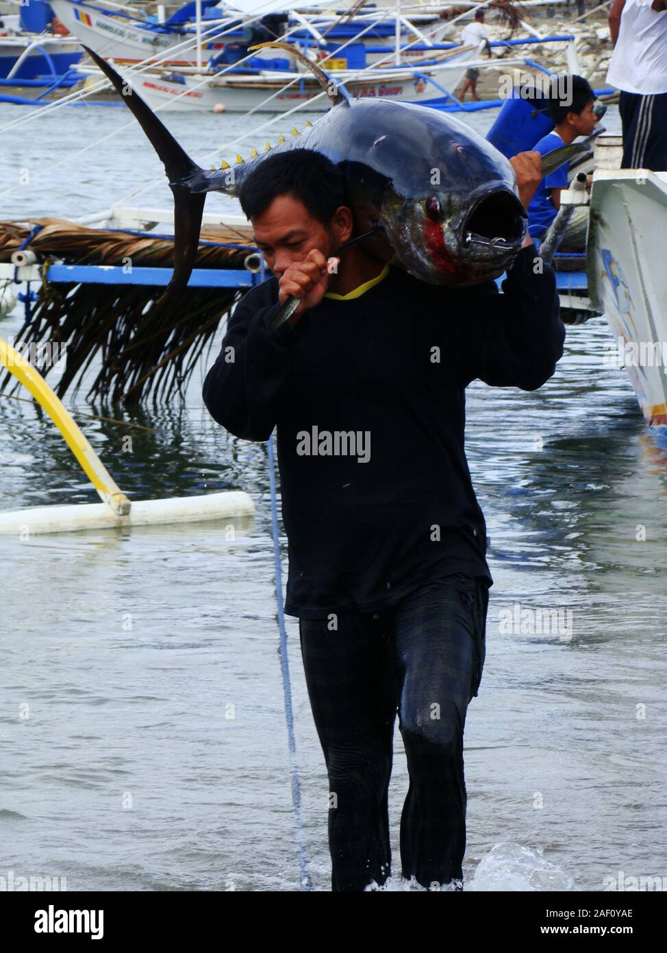 Artisanal Filipino handline fishermen landing yellowfin tuna Thunnus ...