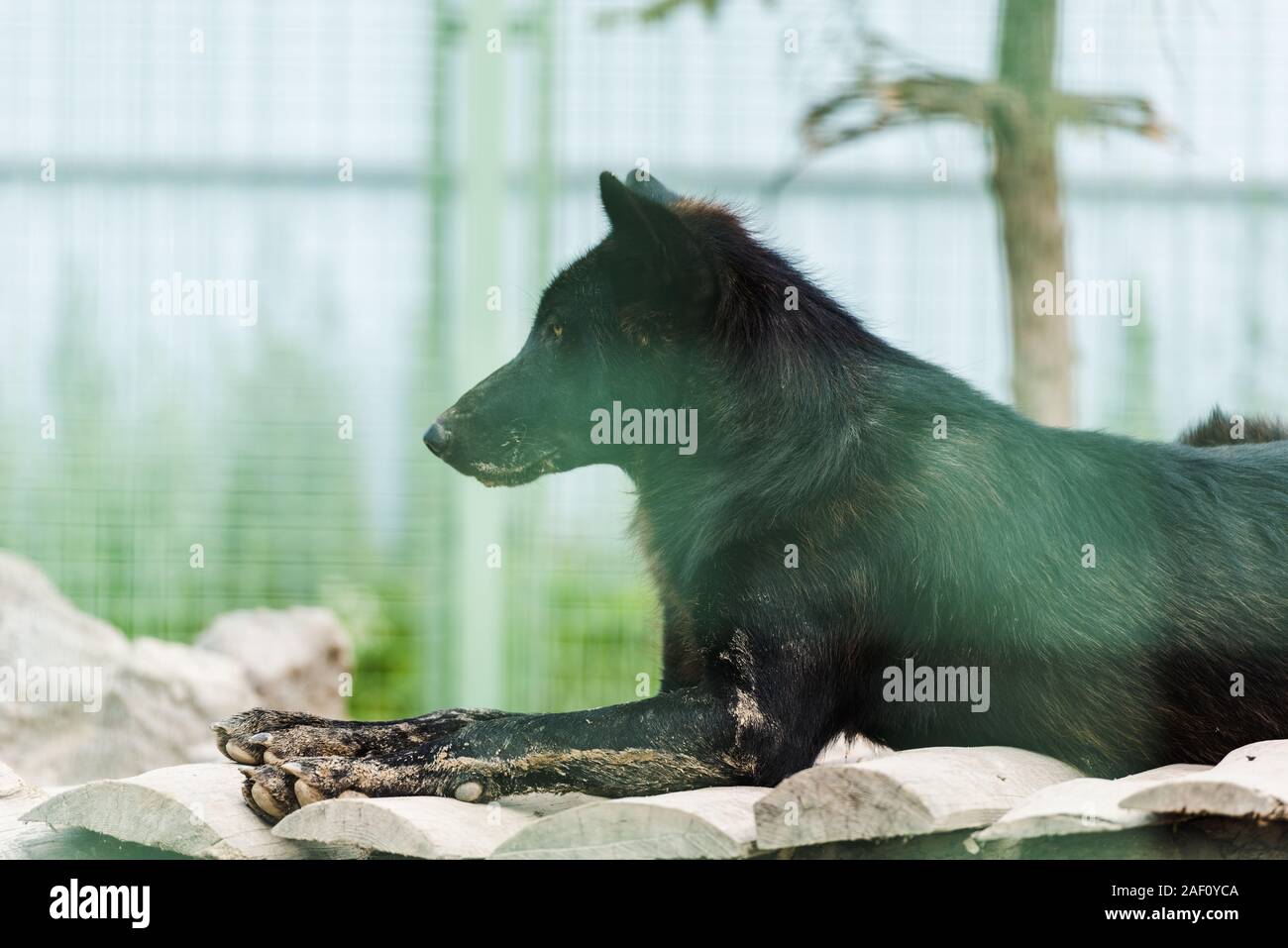 Alaskan Noble Companion Dog Grey