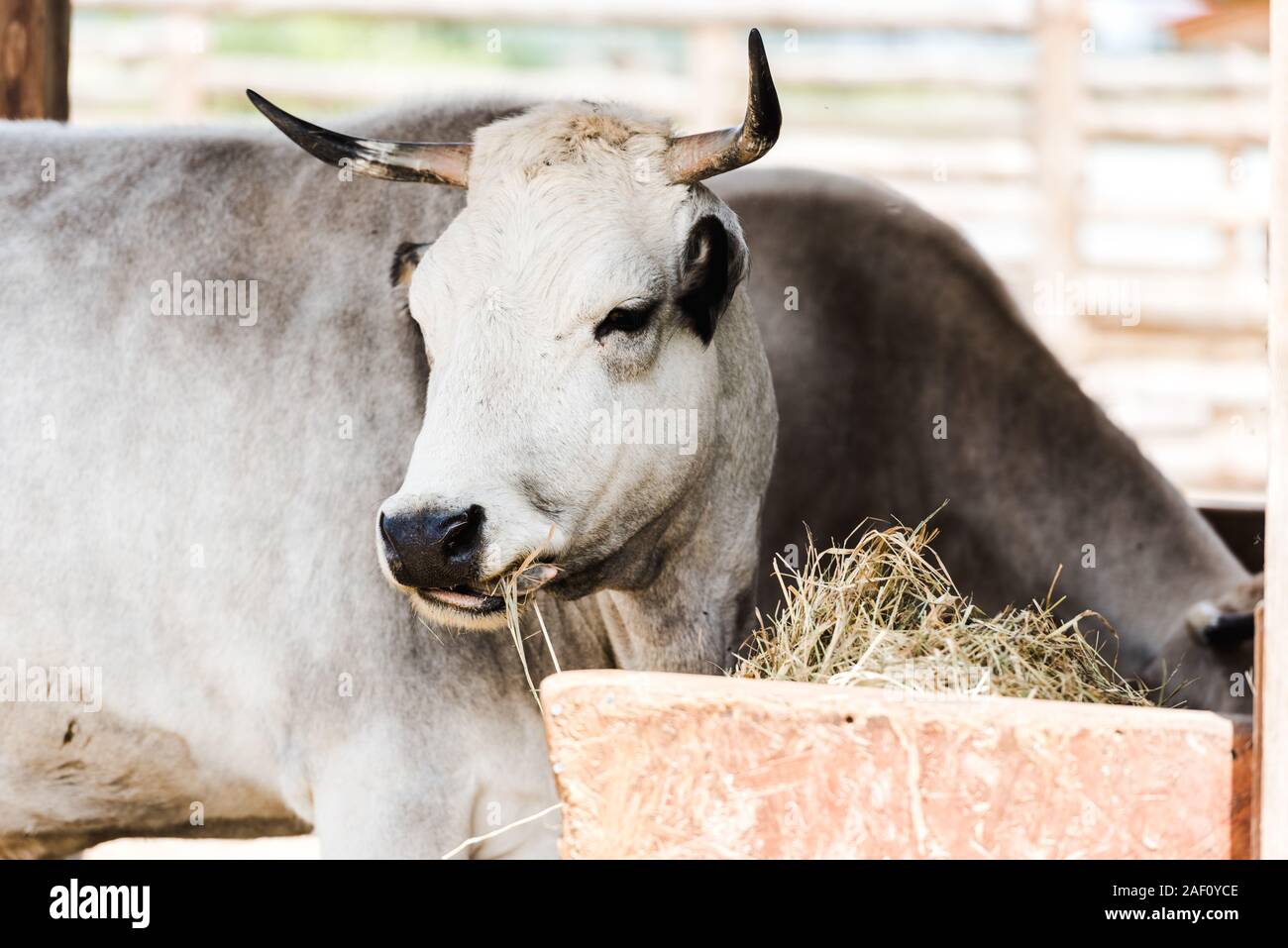 Bull eating hay hi-res stock photography and images - Alamy