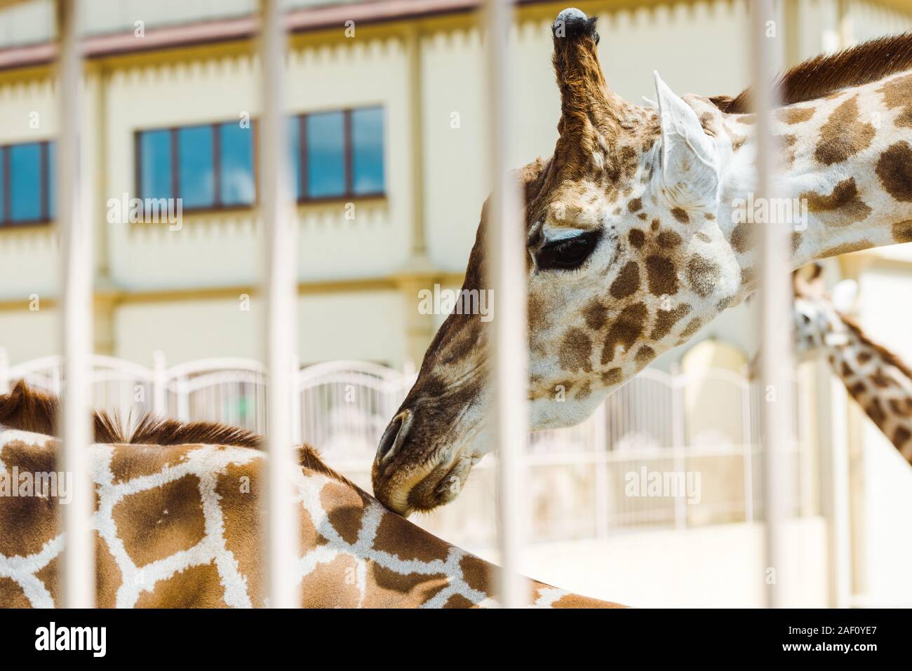 selective focus of giraffes standing in cage near building in zoo Stock ...