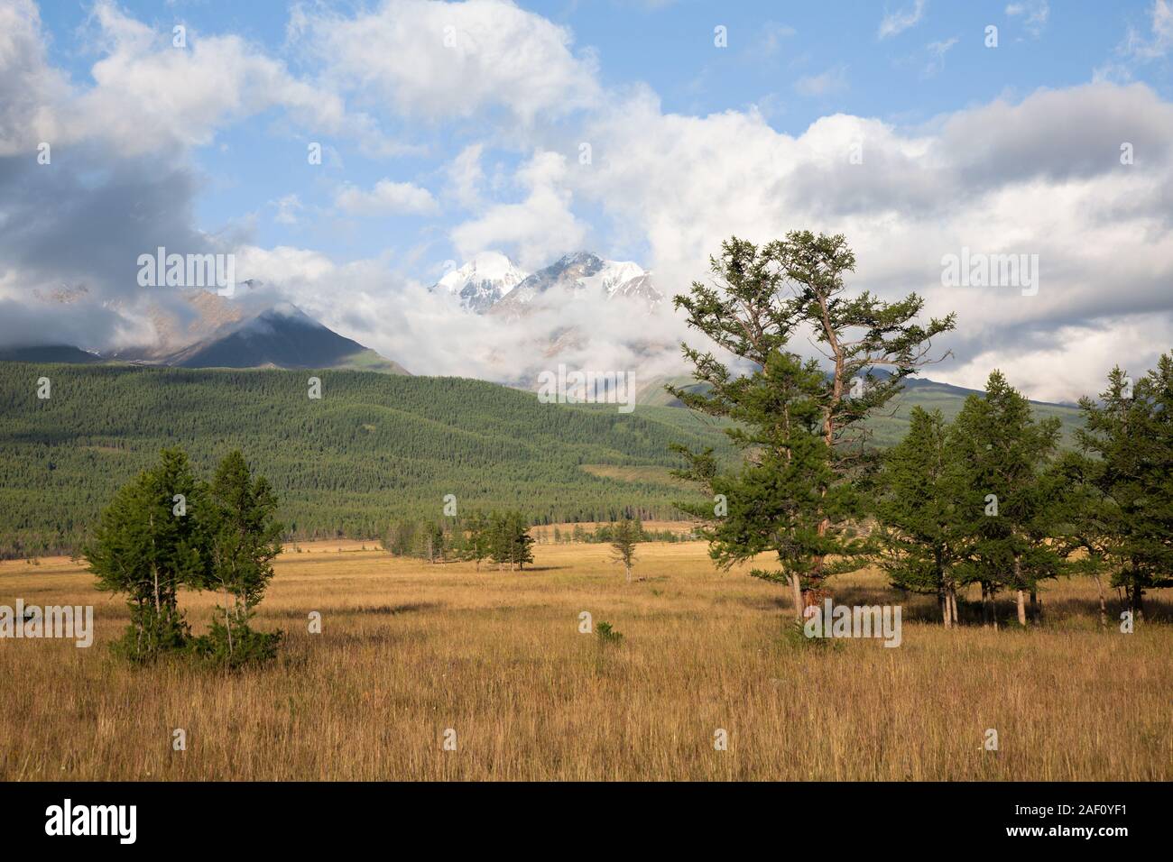 Altai snow mountain and steppe forest hi-res stock photography and ...