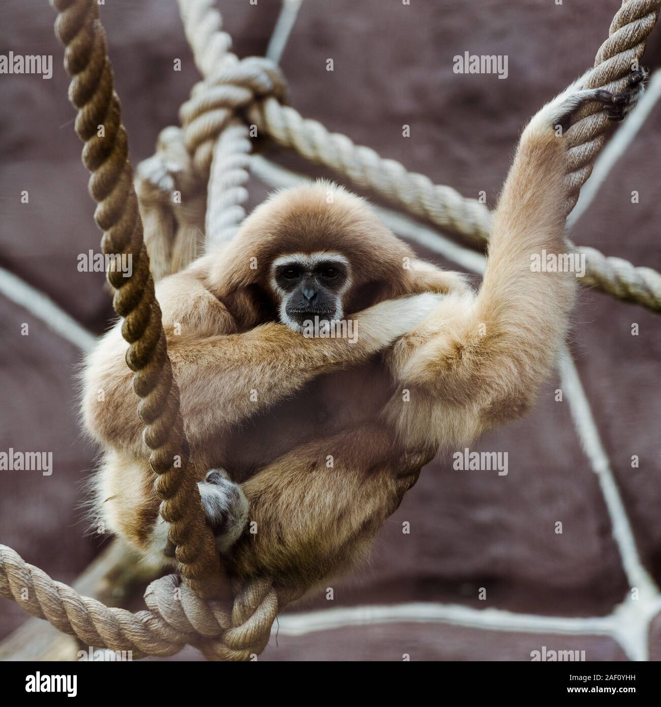 selective focus of monkey in ropes with knots in zoo Stock Photo - Alamy