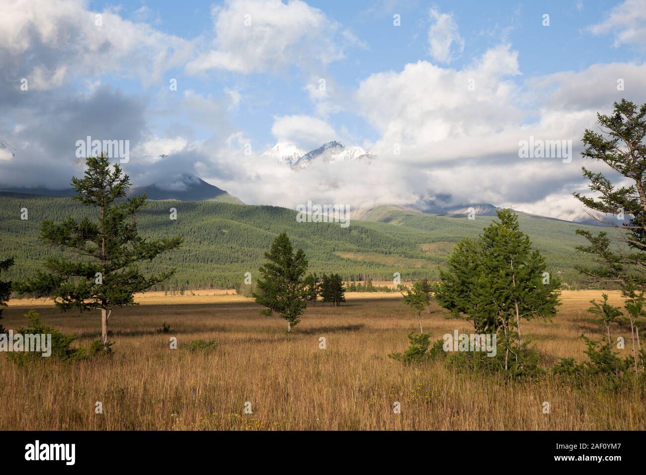 altai snow mountain and steppe forest Stock Photo - Alamy
