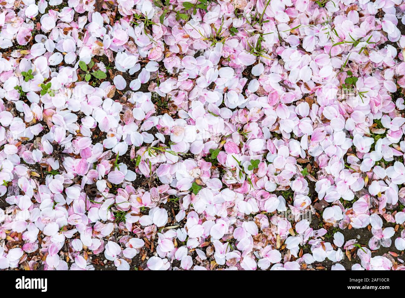 Cherry Blossom On Ground High Resolution Stock Photography and Images ...