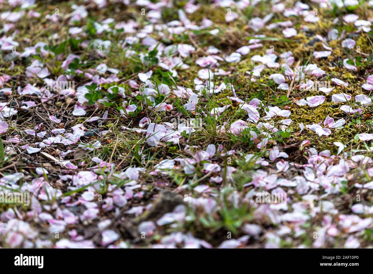 Pink Cherry Blossom Petals On The Ground Stock Photo - Alamy