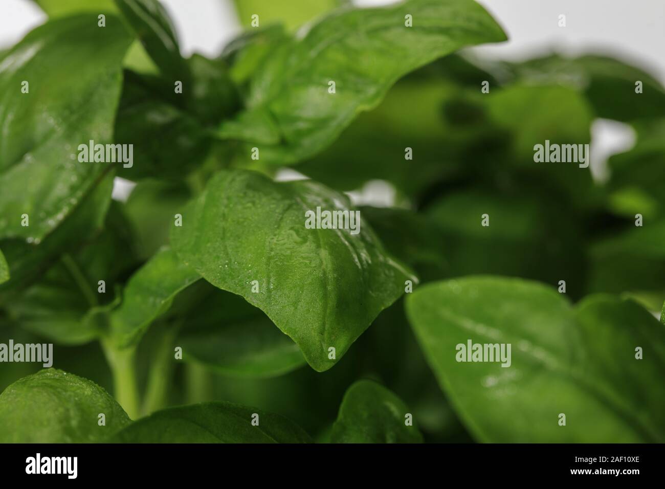 close up view of green fresh basil leaves Stock Photo - Alamy