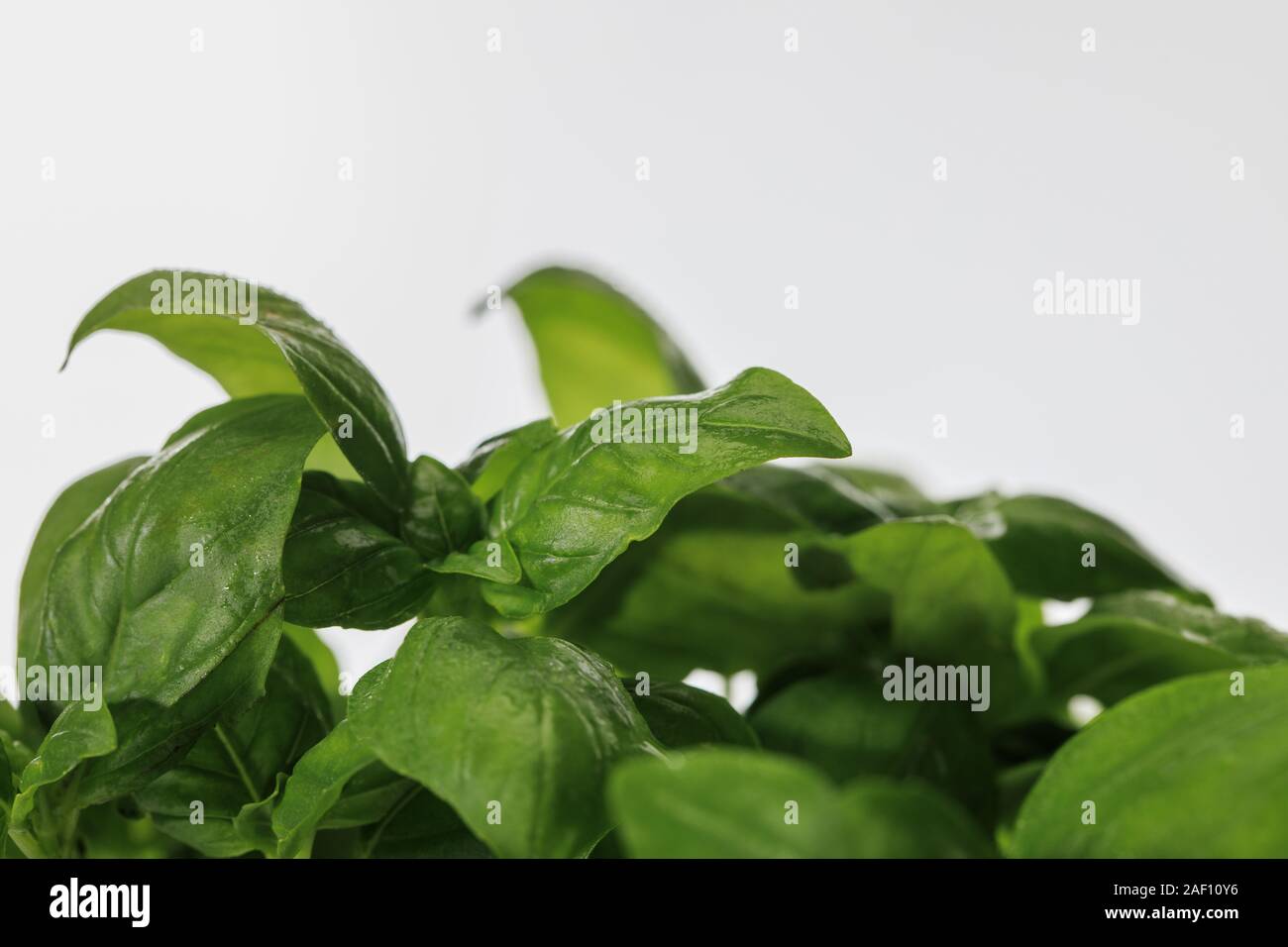 close up view of green fresh basil leaves isolated on white Stock Photo - Alamy