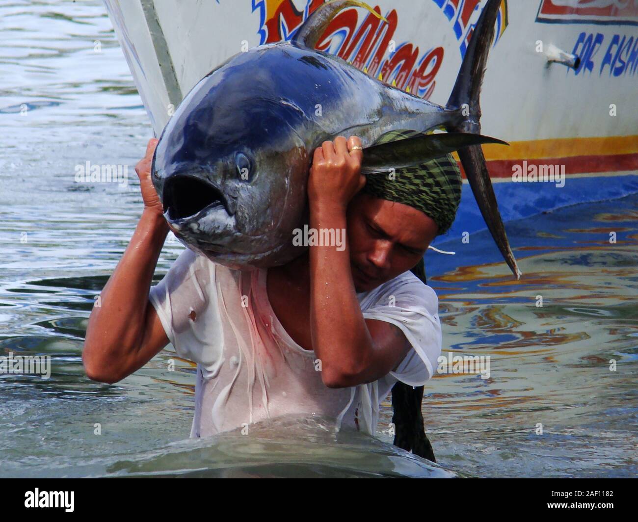 Artisanal Filipino handline fishermen landing yellowfin tuna Thunnus ...
