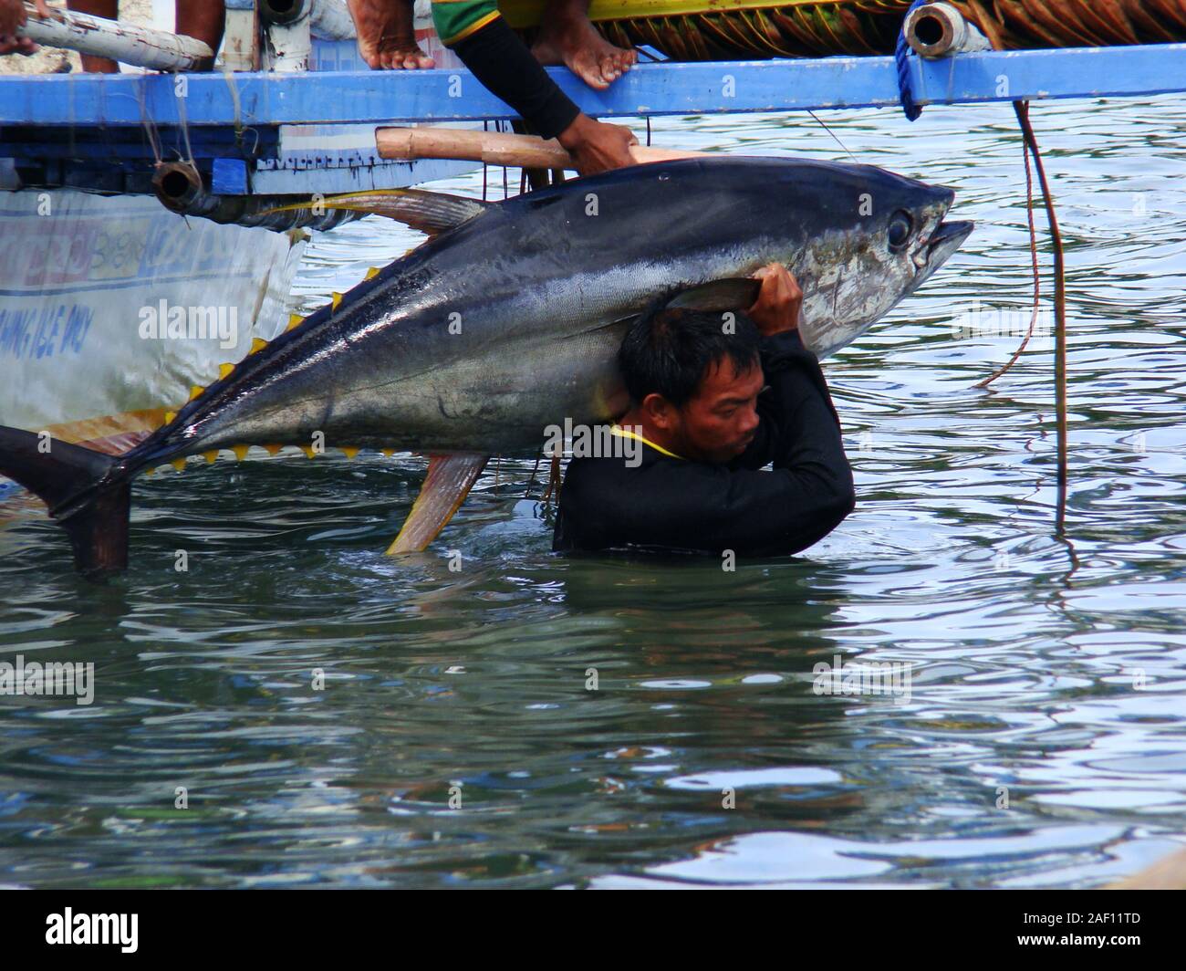 Artisanal Filipino handline fishermen landing yellowfin tuna Thunnus ...