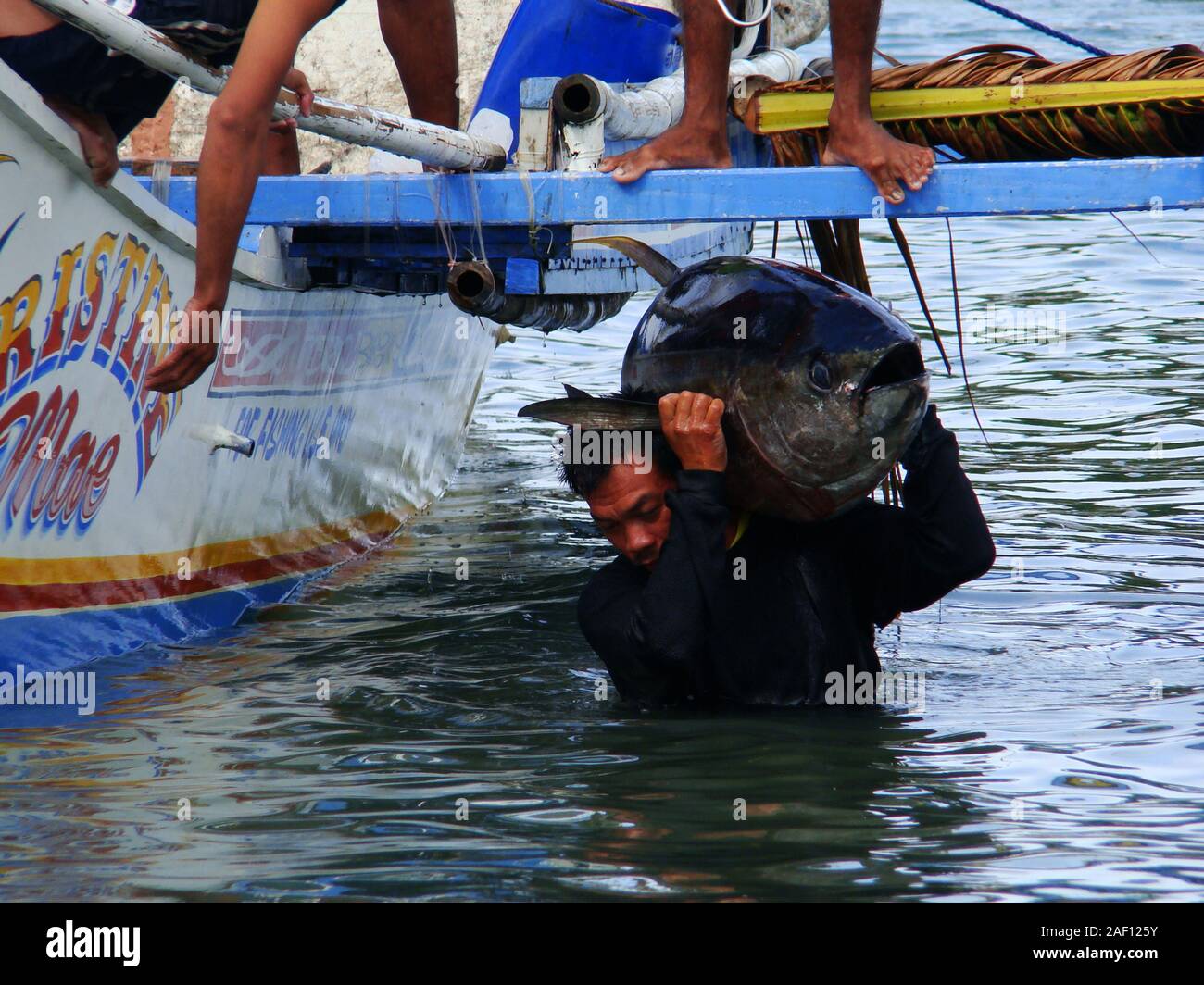 Artisanal Filipino handline fishermen landing yellowfin tuna Thunnus ...
