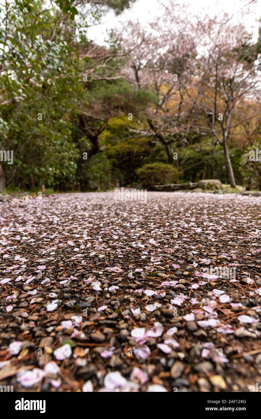 Pink Cherry Blossom Petals On The Ground Stock Photo - Alamy