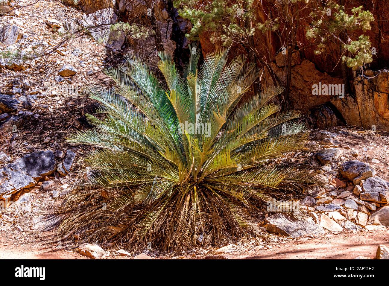 Australian cycad hi-res stock photography and images - Alamy