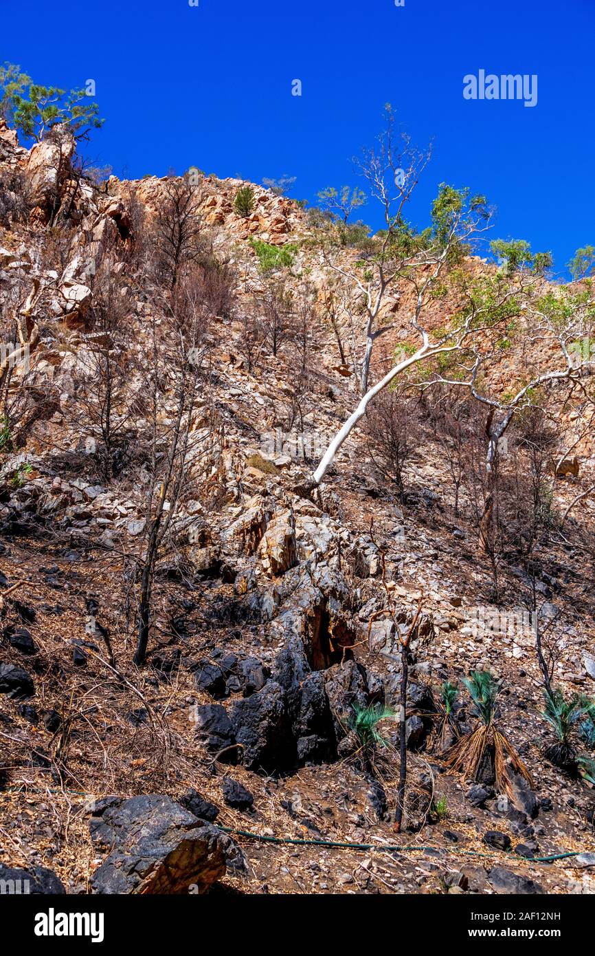 After effects of the Jan 2019 bushfires and subsequent regrowth in the ...