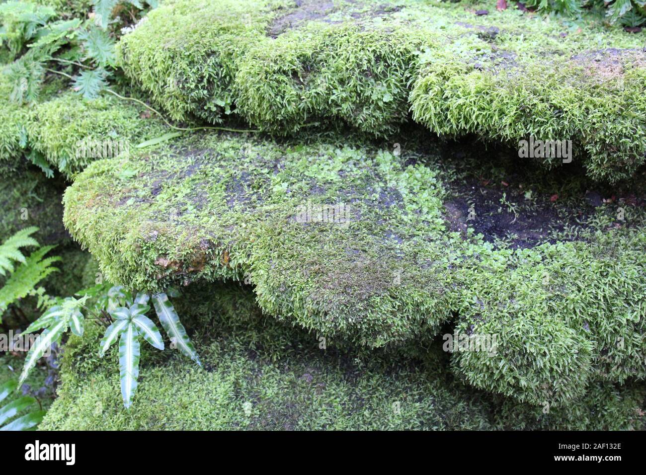 Soft and wet hi-res stock photography and images - Alamy