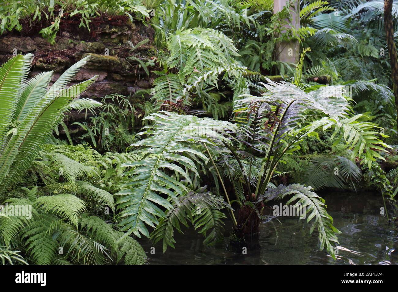 Large, green, tropical ferns in anad around a small pond in a rain ...
