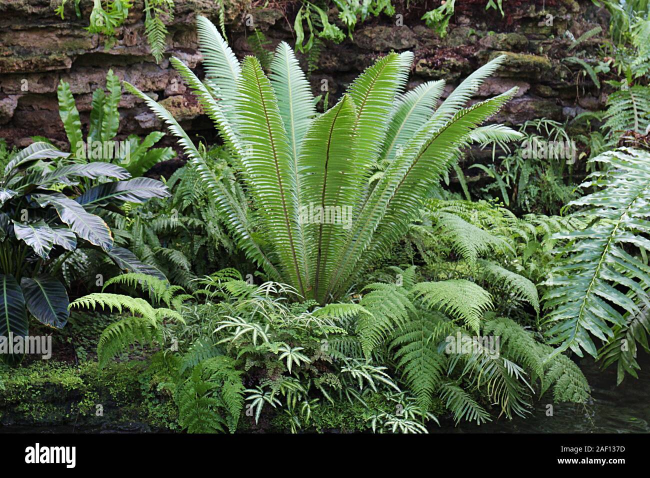 Large, green, tropical ferns in a rain forest environment on a rocky ...
