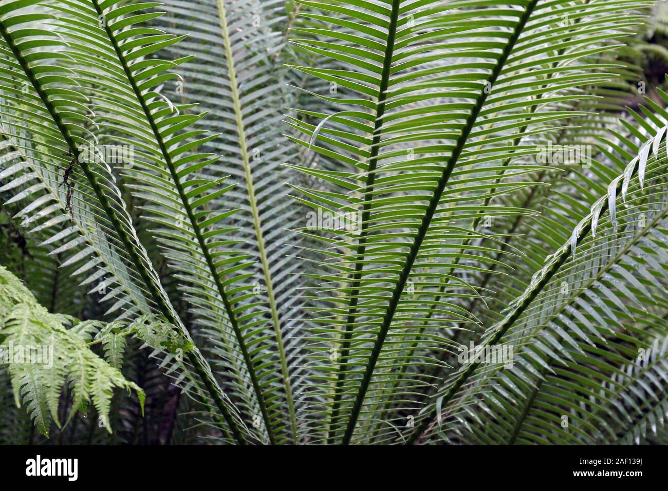 Close up of the leaves and stalks of a large fern with straight edged ...