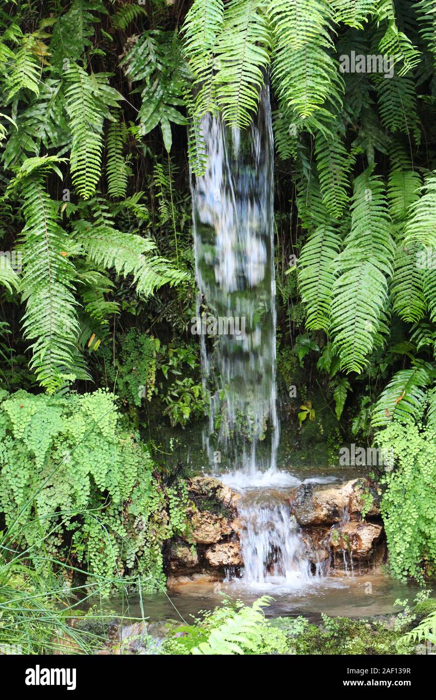 A waterfall running through a variety of ferns into a small pond in a ...