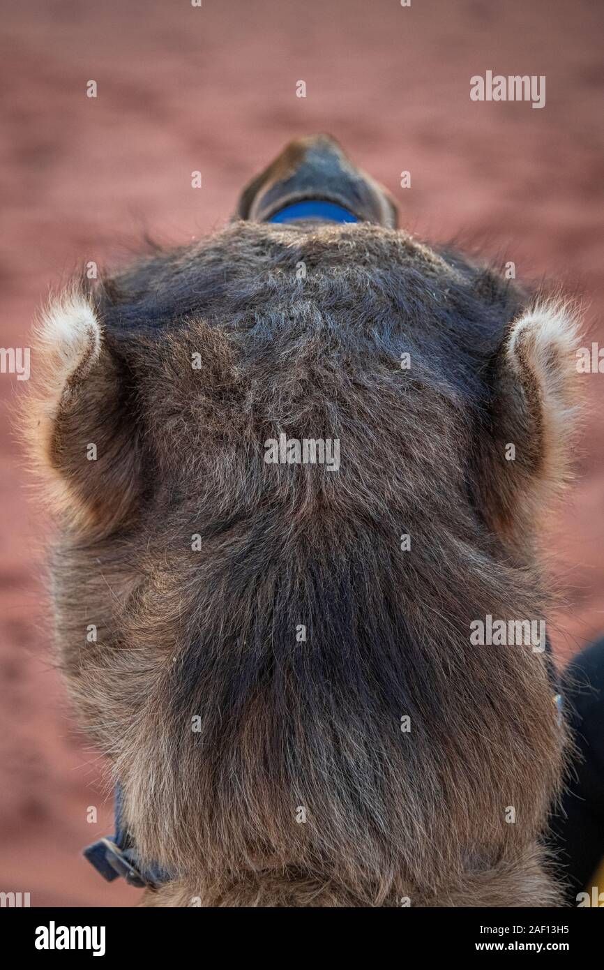 Camel head rock hi-res stock photography and images - Alamy
