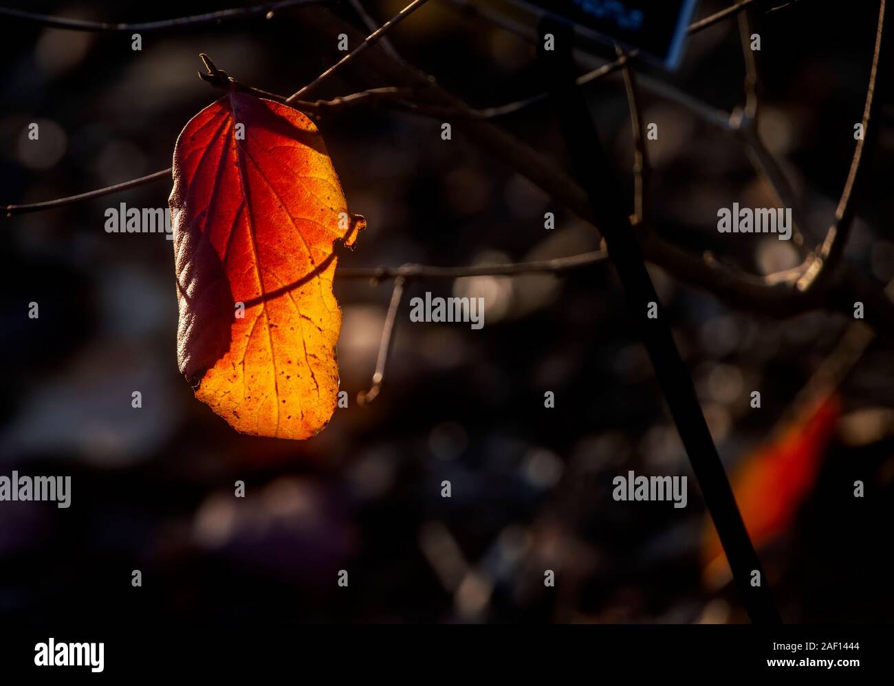 Burnished color hi-res stock photography and images - Alamy