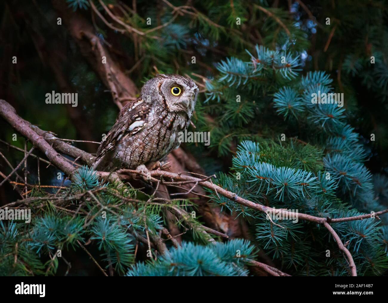 An Eastern Screech Owl gets ready to hunt in an urban park at dusk in ...