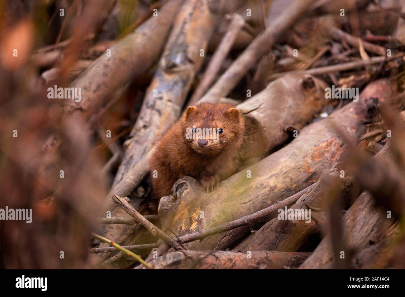 Mink High Resolution Stock Photography and Images - Alamy