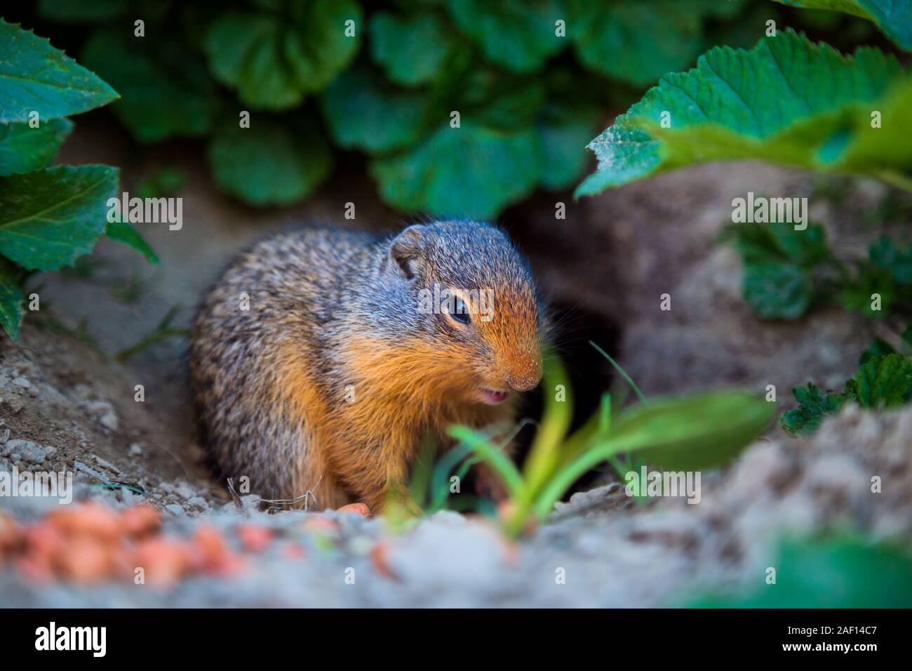 A Columbian Ground Squirrel outside its burrow in Glacier National Park ...