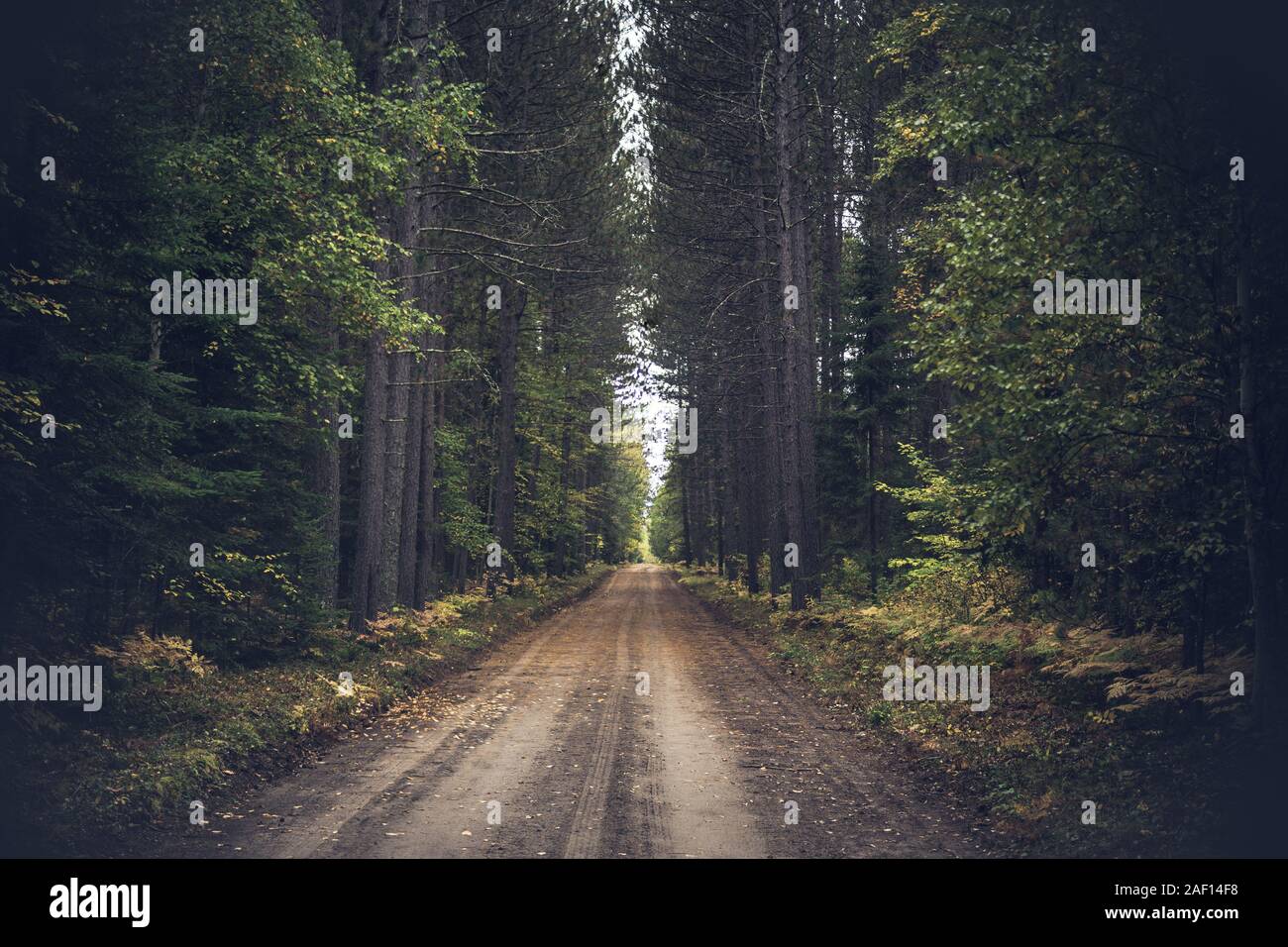 Vintage fall forest hi-res stock photography and images - Alamy
