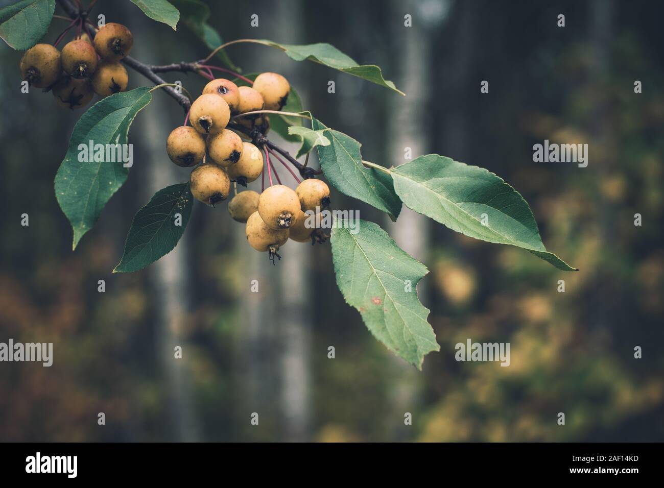 Crabapples in Early Fall Stock Photo - Alamy