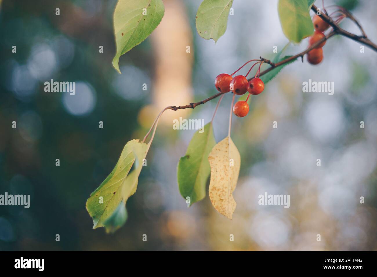 Early Fall Crab Apples Stock Photo - Alamy