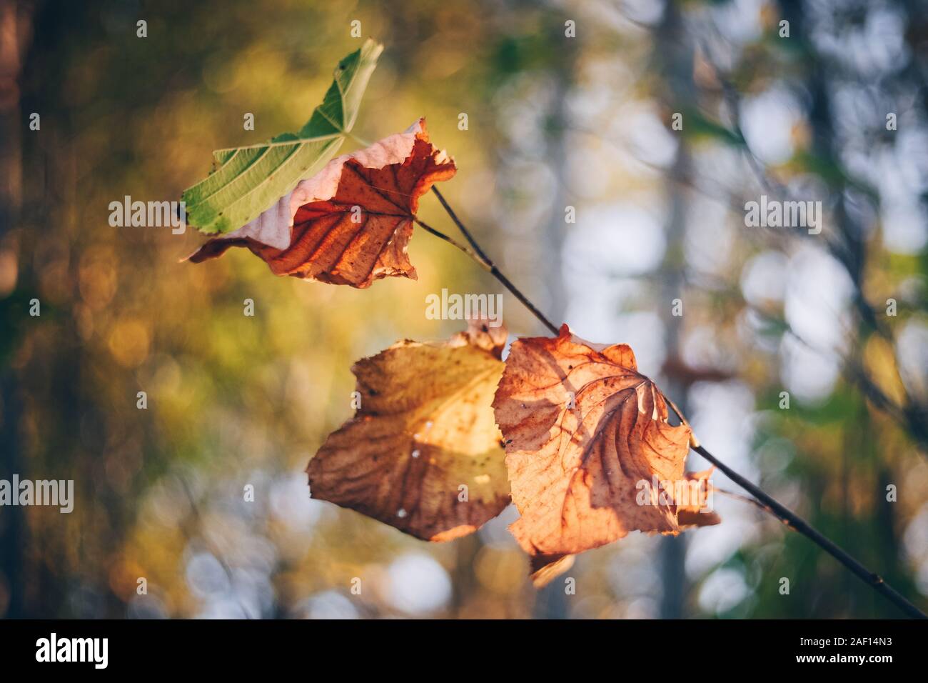 Fall Color Basswood Leaves Stock Photo - Alamy