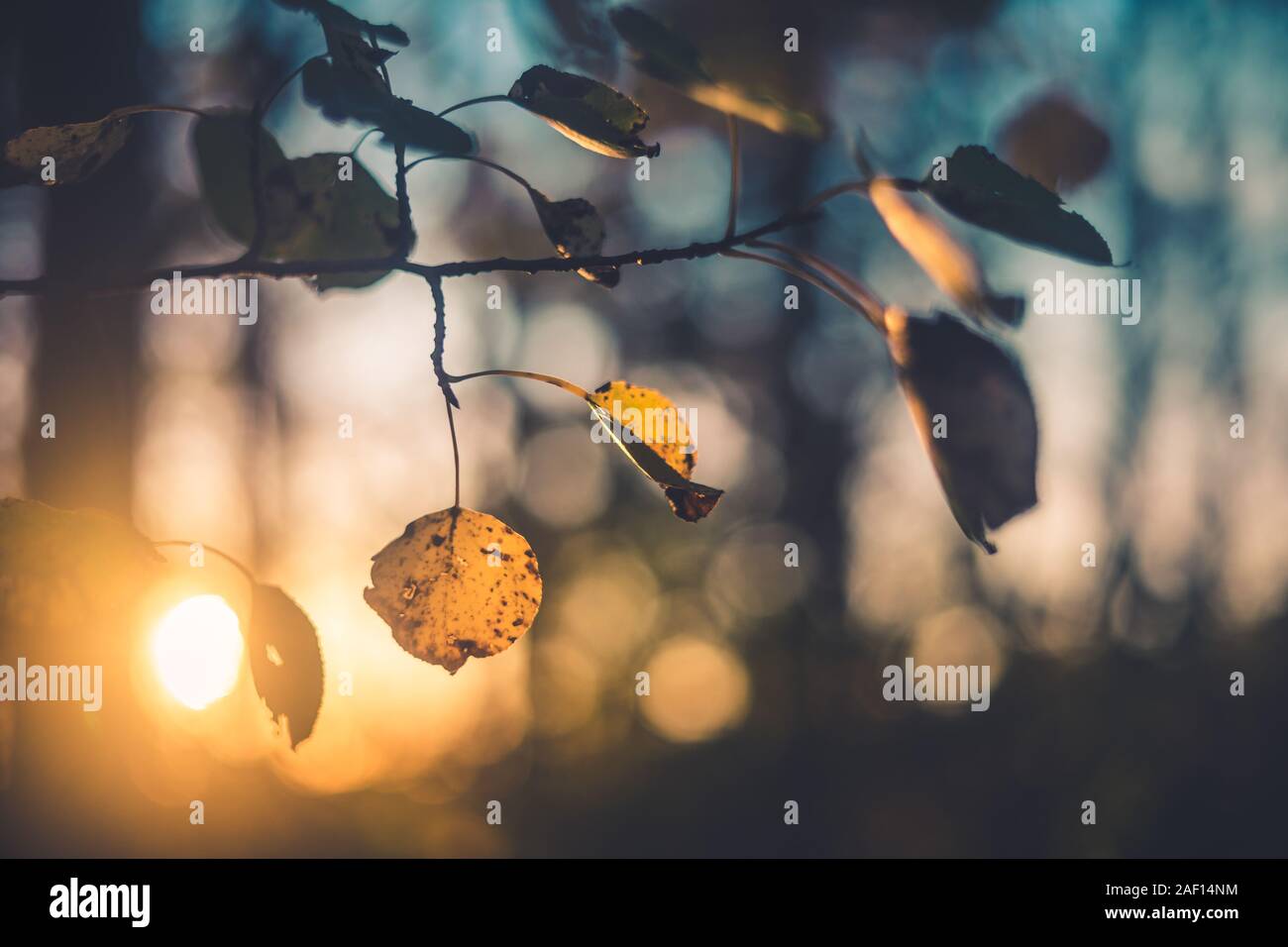 Fall Color Aspen Leaves at Sunset Stock Photo - Alamy