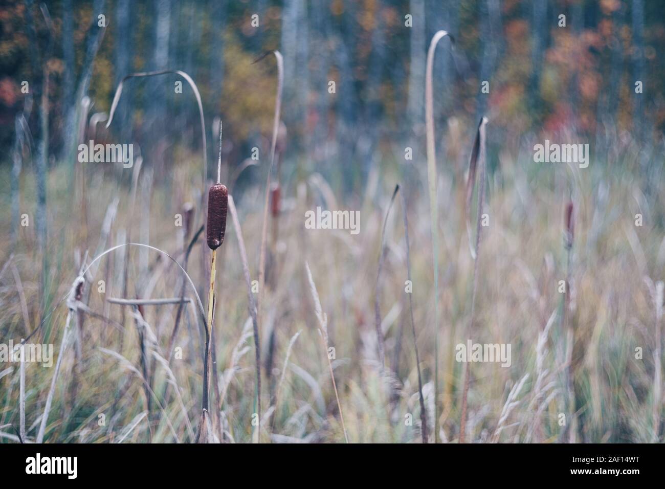View of Cattails in Fall Stock Photo - Alamy