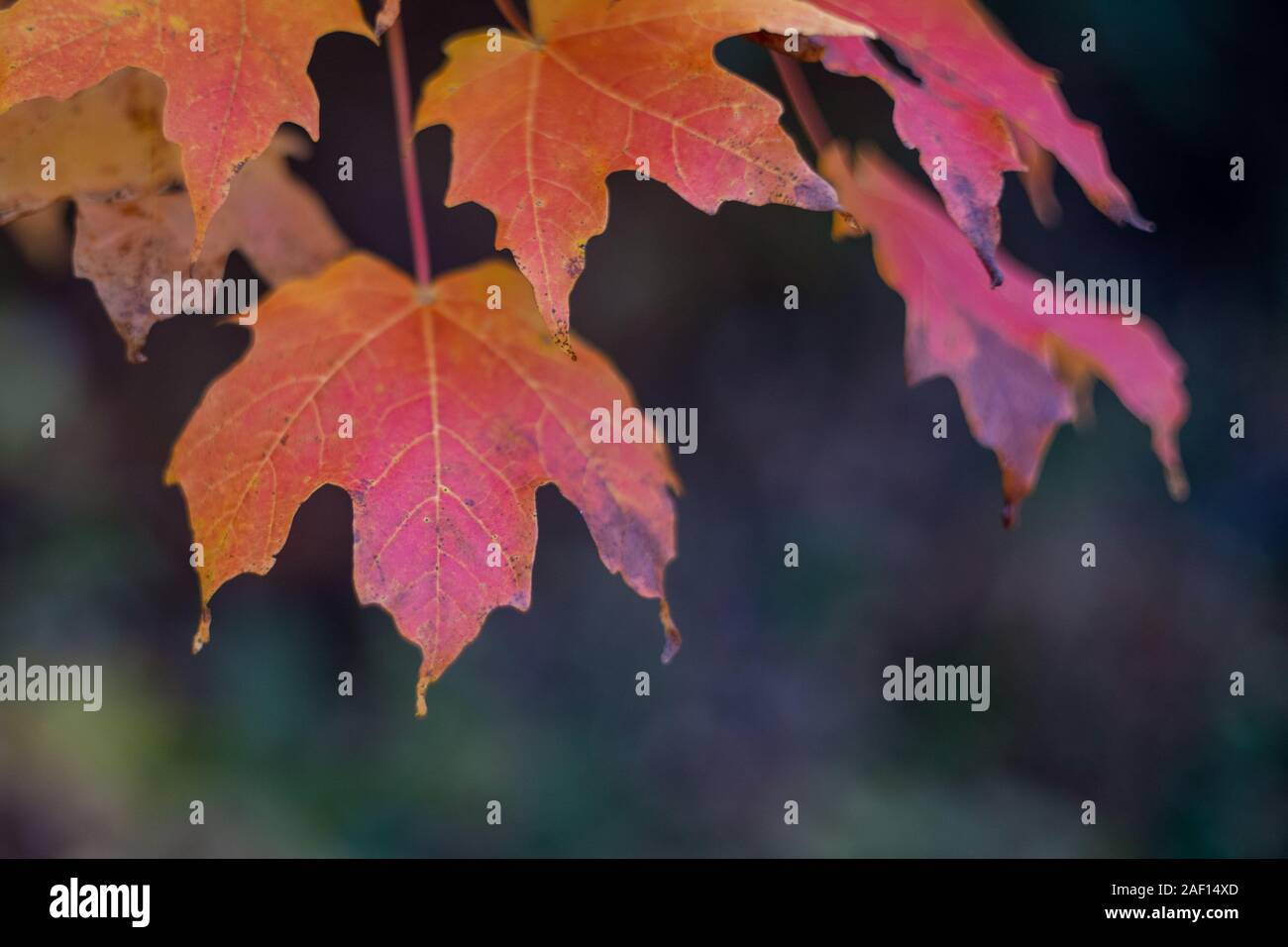 Sugar maple tree isolated hi-res stock photography and images - Alamy