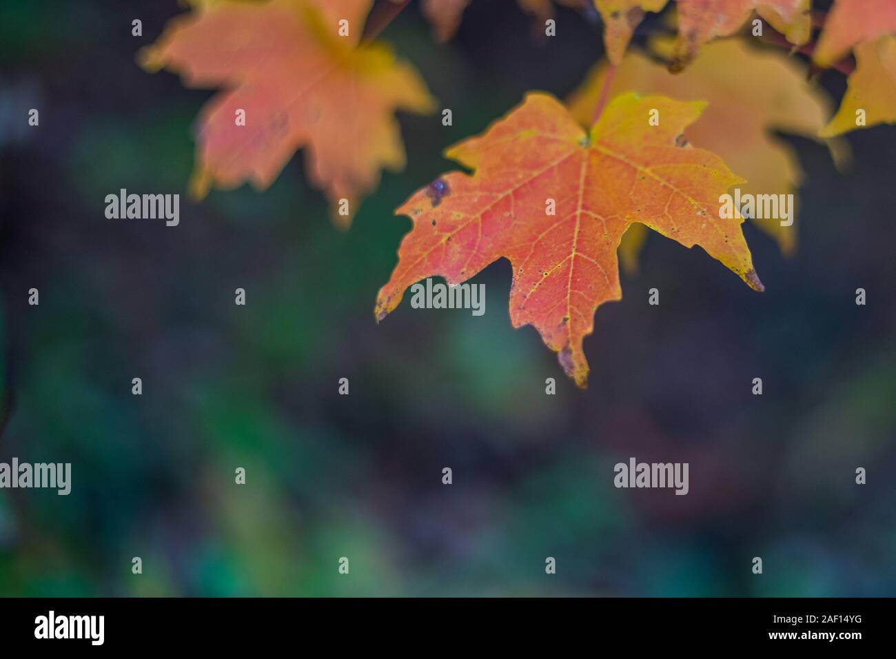 Sugar maple tree isolated hi-res stock photography and images - Alamy