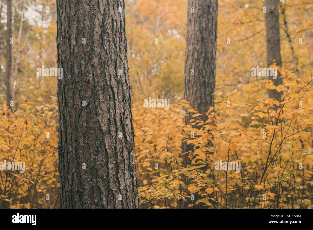 Pine and Hazel in Fall Stock Photo - Alamy