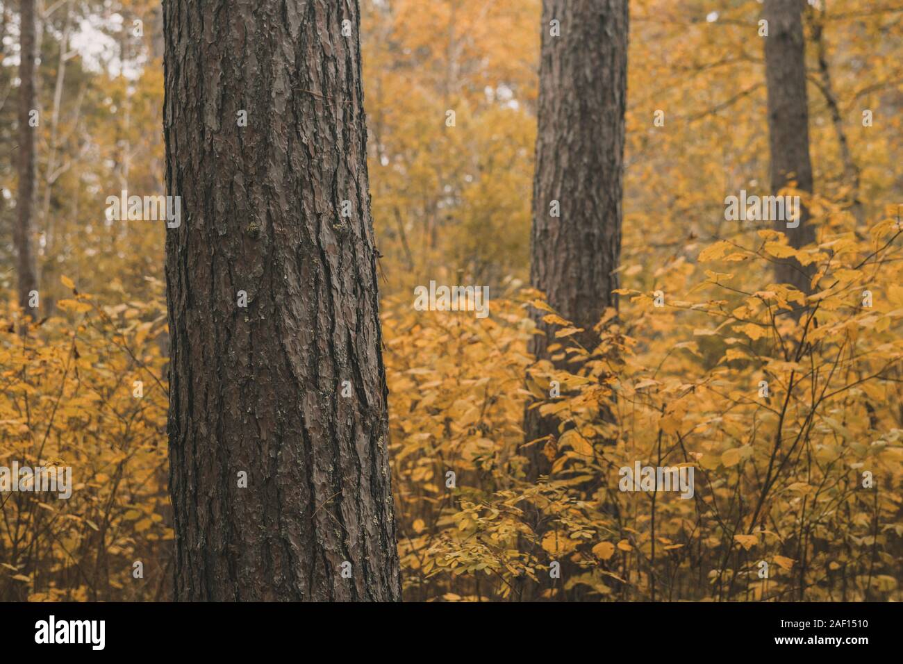 Norway Pine Forest in Fall Stock Photo - Alamy