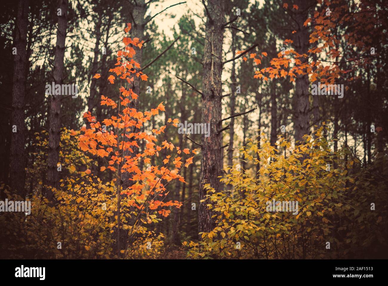 Pine and Maple in Fall Stock Photo - Alamy