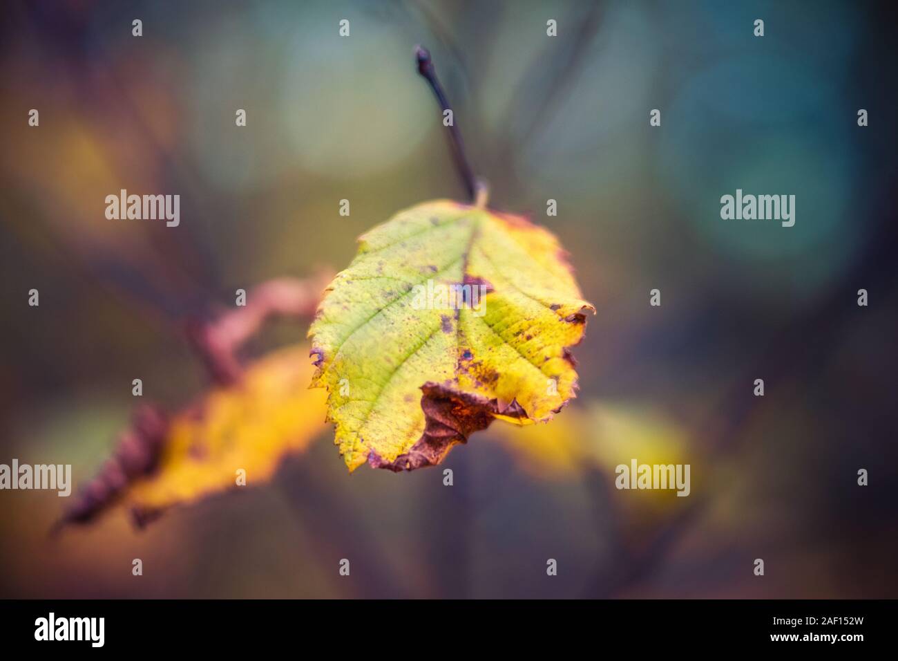 Alder leaf birch hi-res stock photography and images - Alamy