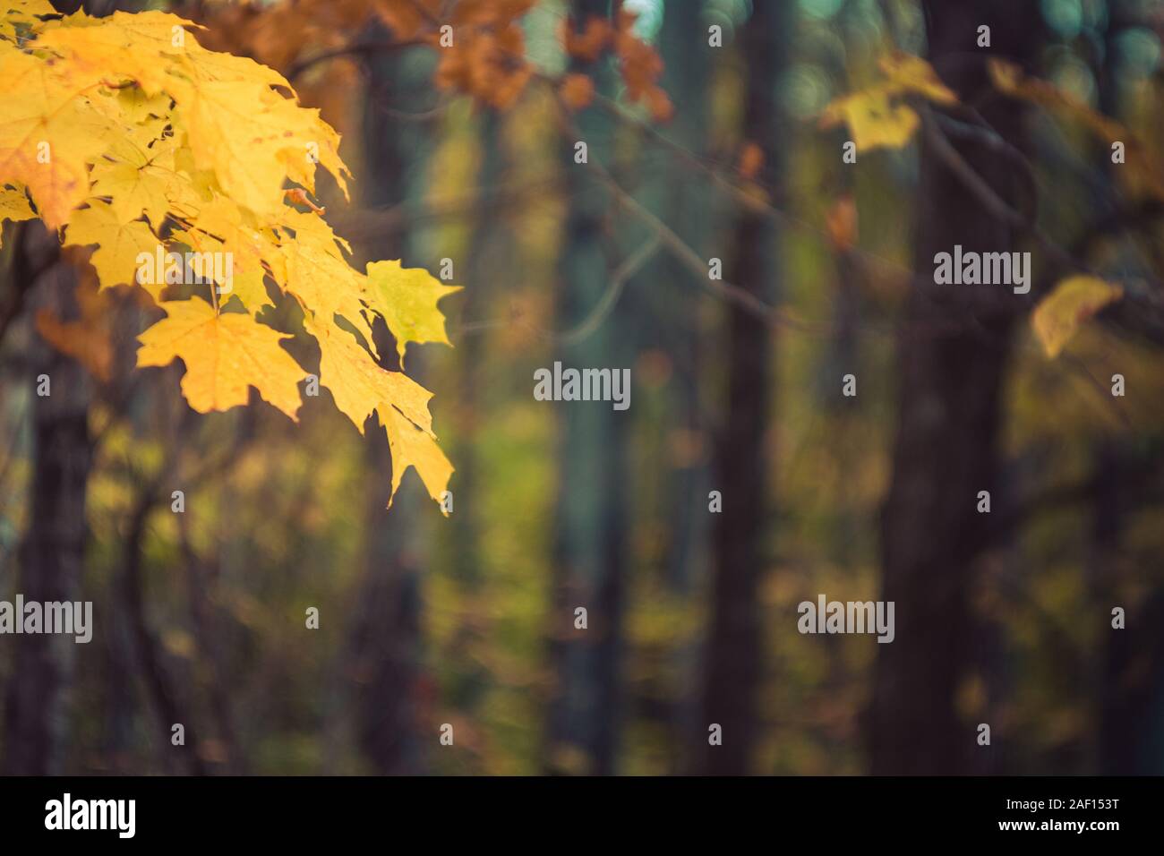 Fall Color Maple Forest Stock Photo - Alamy