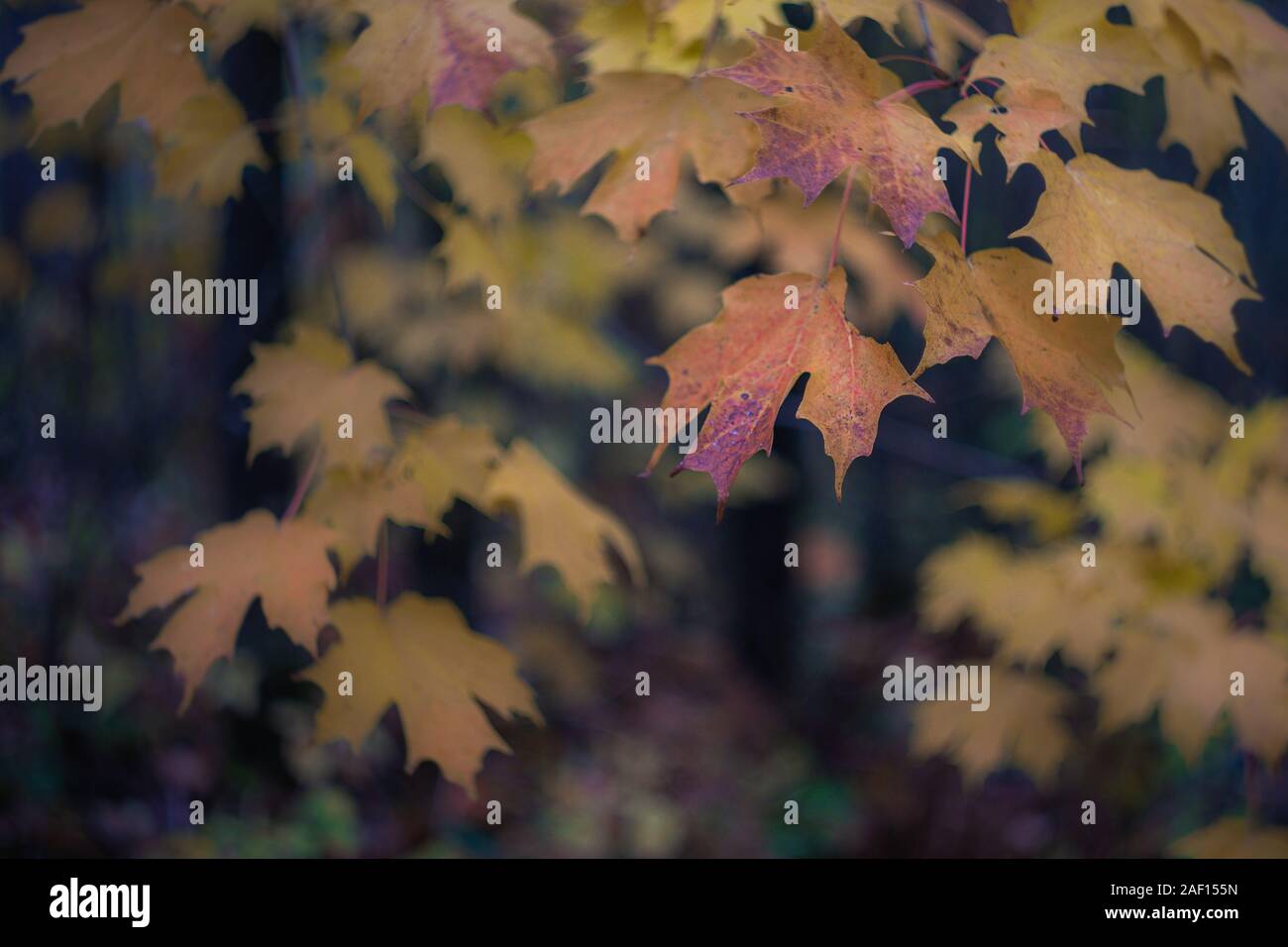 Maple leaves in fall colors hi-res stock photography and images - Alamy