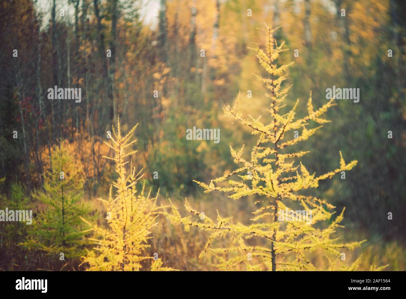 Tamarack pine tree hi-res stock photography and images - Alamy