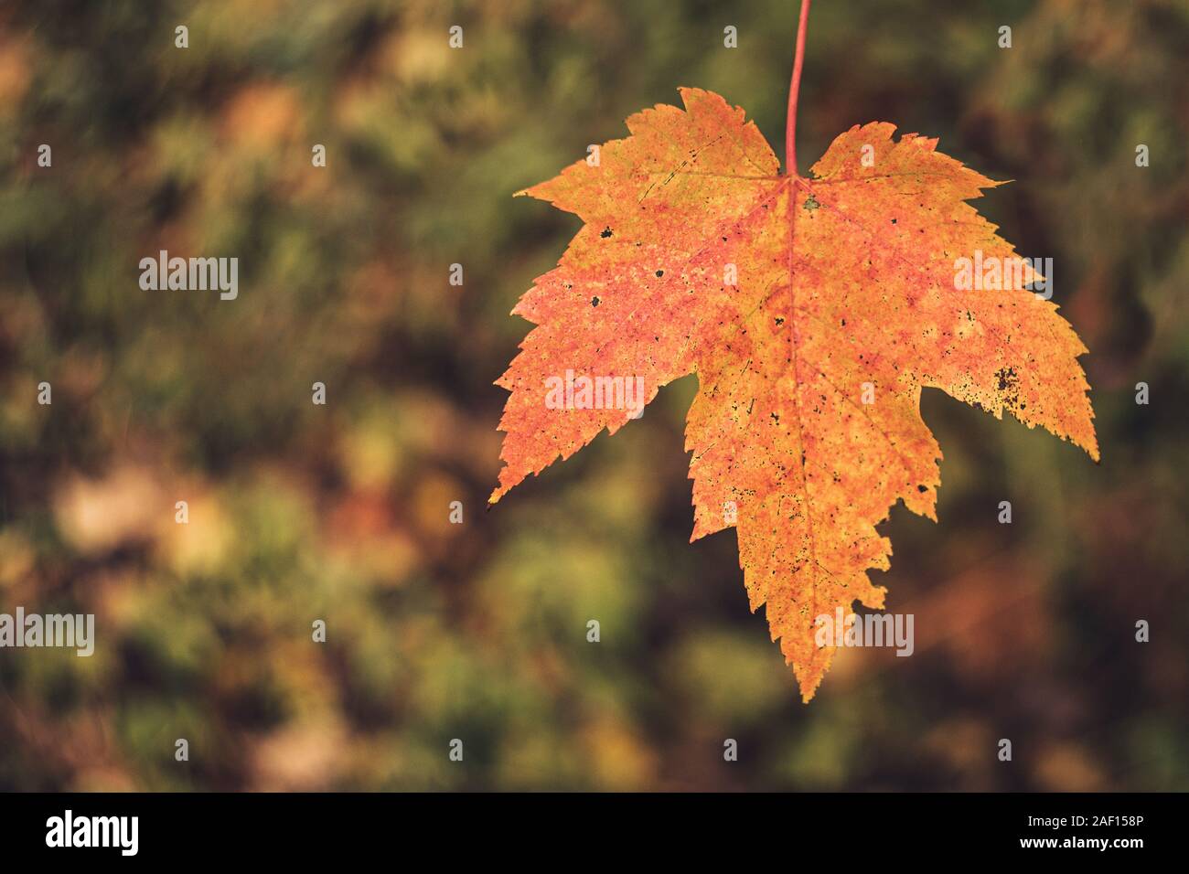 Single Red Maple Leaf Stock Photo - Alamy