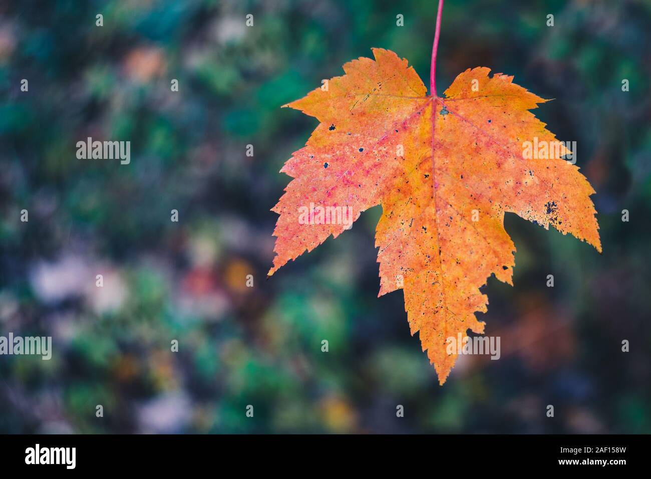 Single Brightly Colored Maple Leaf Stock Photo - Alamy
