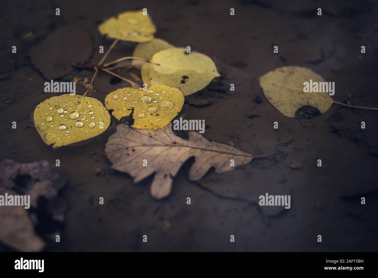 Fall Color Leaves in Puddle Stock Photo - Alamy