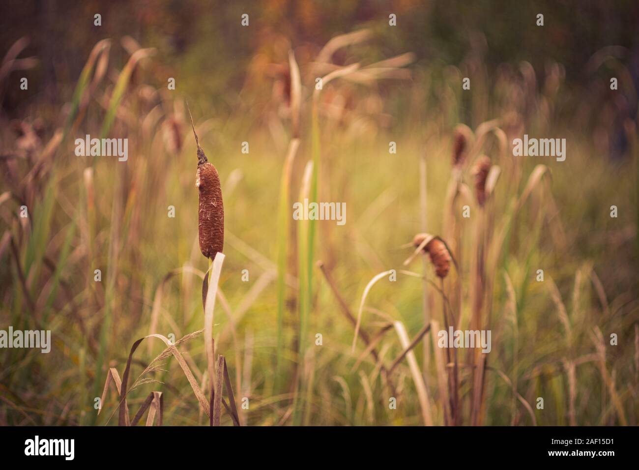 Cattails in Early Fall Stock Photo - Alamy