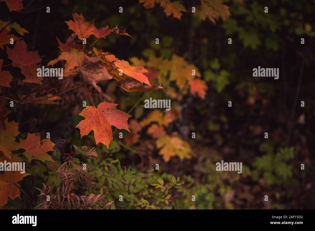 Sugar maple tree isolated hi-res stock photography and images - Alamy