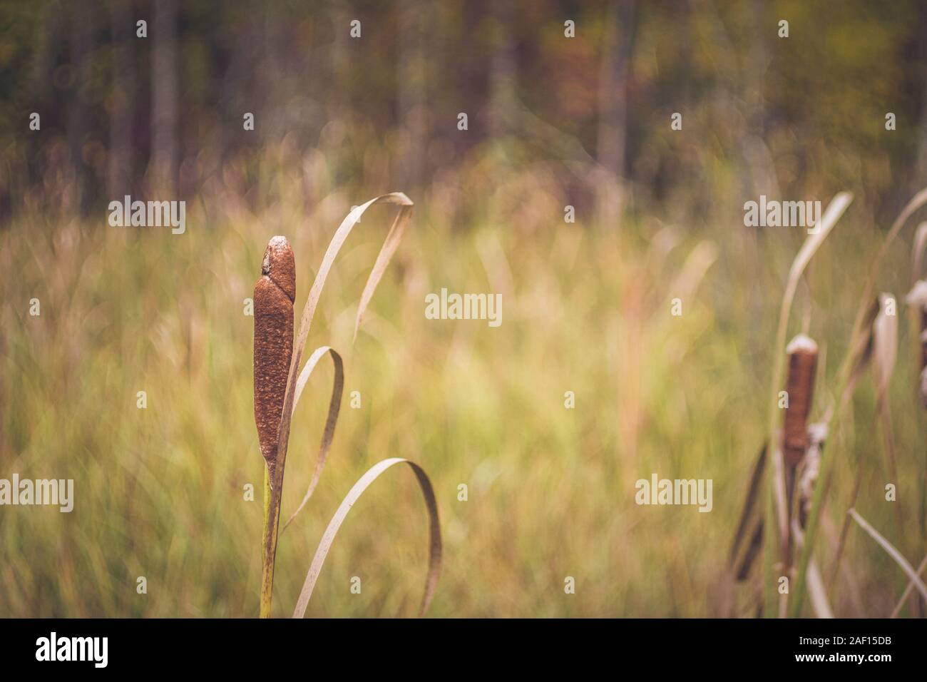Fall Cattails in Wetland Stock Photo - Alamy
